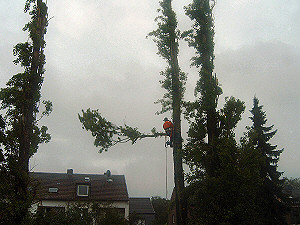 Bäume fällen mit der Klettertechnik Baumfällung Firma M.Dudda